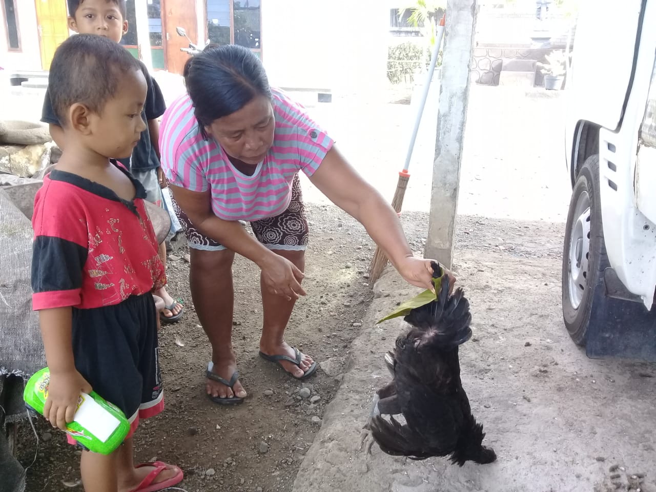 Ayam Mati Mendadak, Warga Yeh Embang Khawatir Flu Burung – Kilas Bali