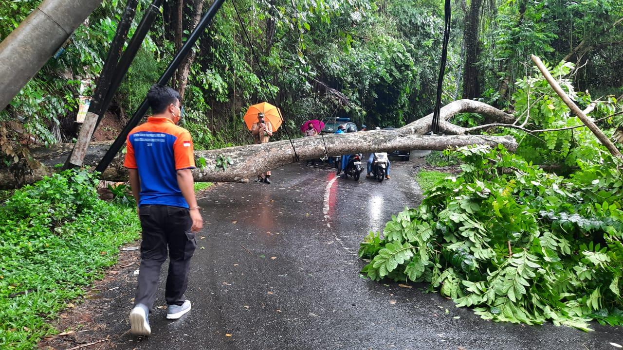 Pohon Tumbang, Jalur Ubud-Tegallalang Sempat Terputus – Kilas Bali
